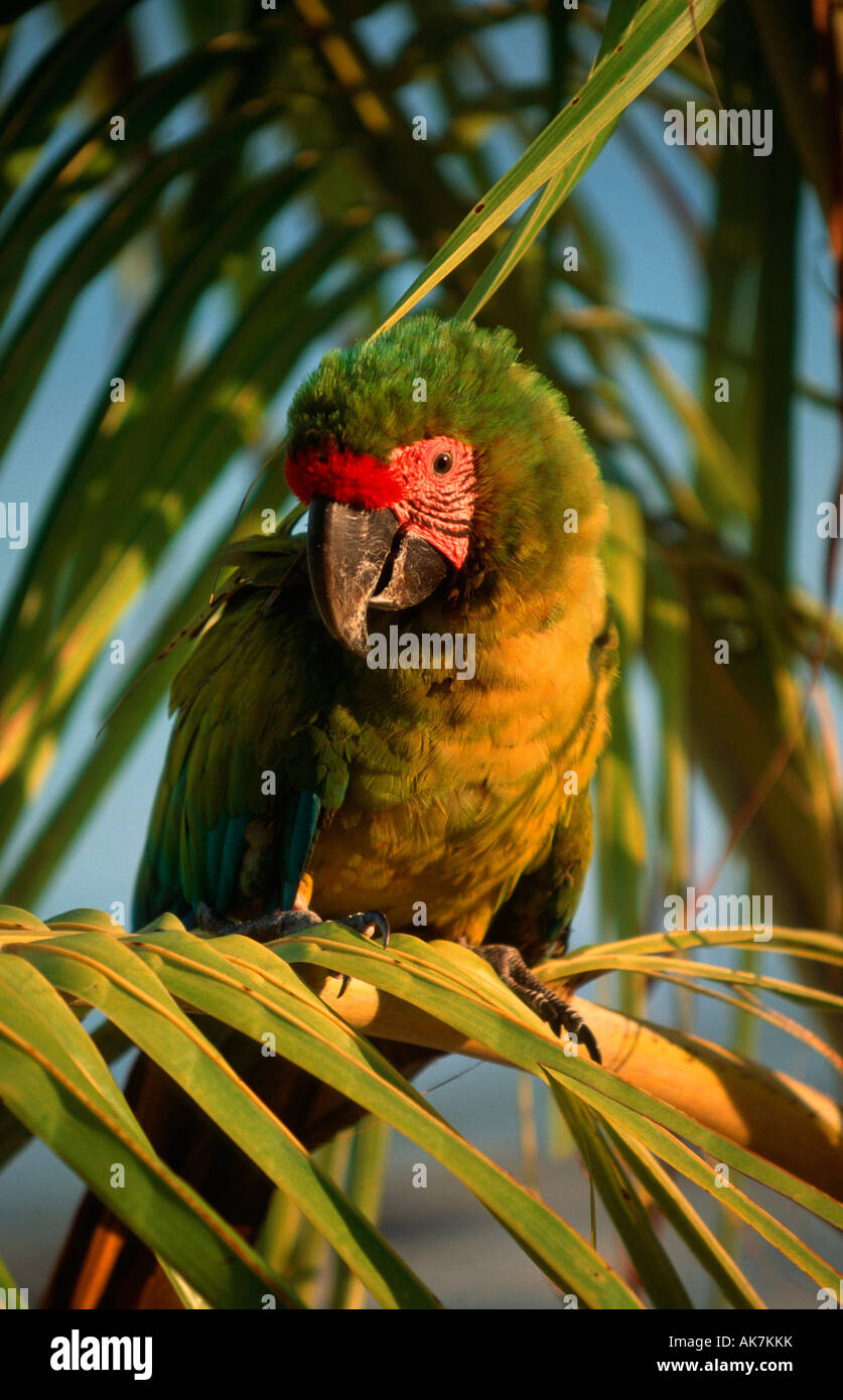 Military macaw ara militaris adult hi-res stock photography and images ...