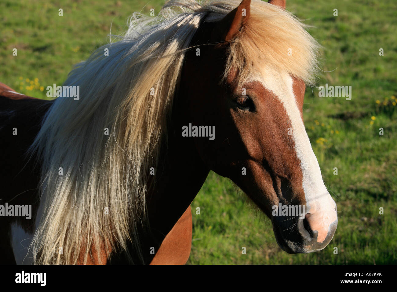 Tolt iceland hi-res stock photography and images - Alamy