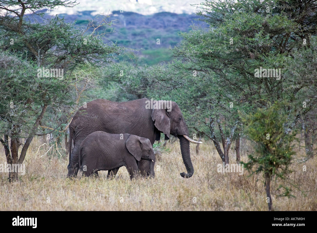 African Elephant calf Latin- Loxodonta africanus with mother, Serengeti ...