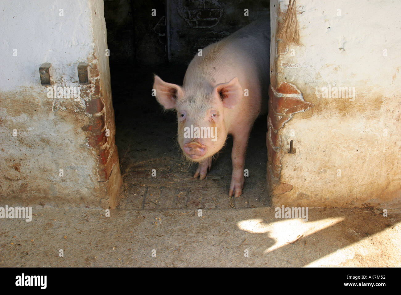 pig looks out of a piggery Stock Photo - Alamy