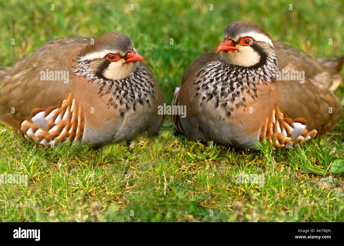 Two partridges together Stock Photo - Alamy