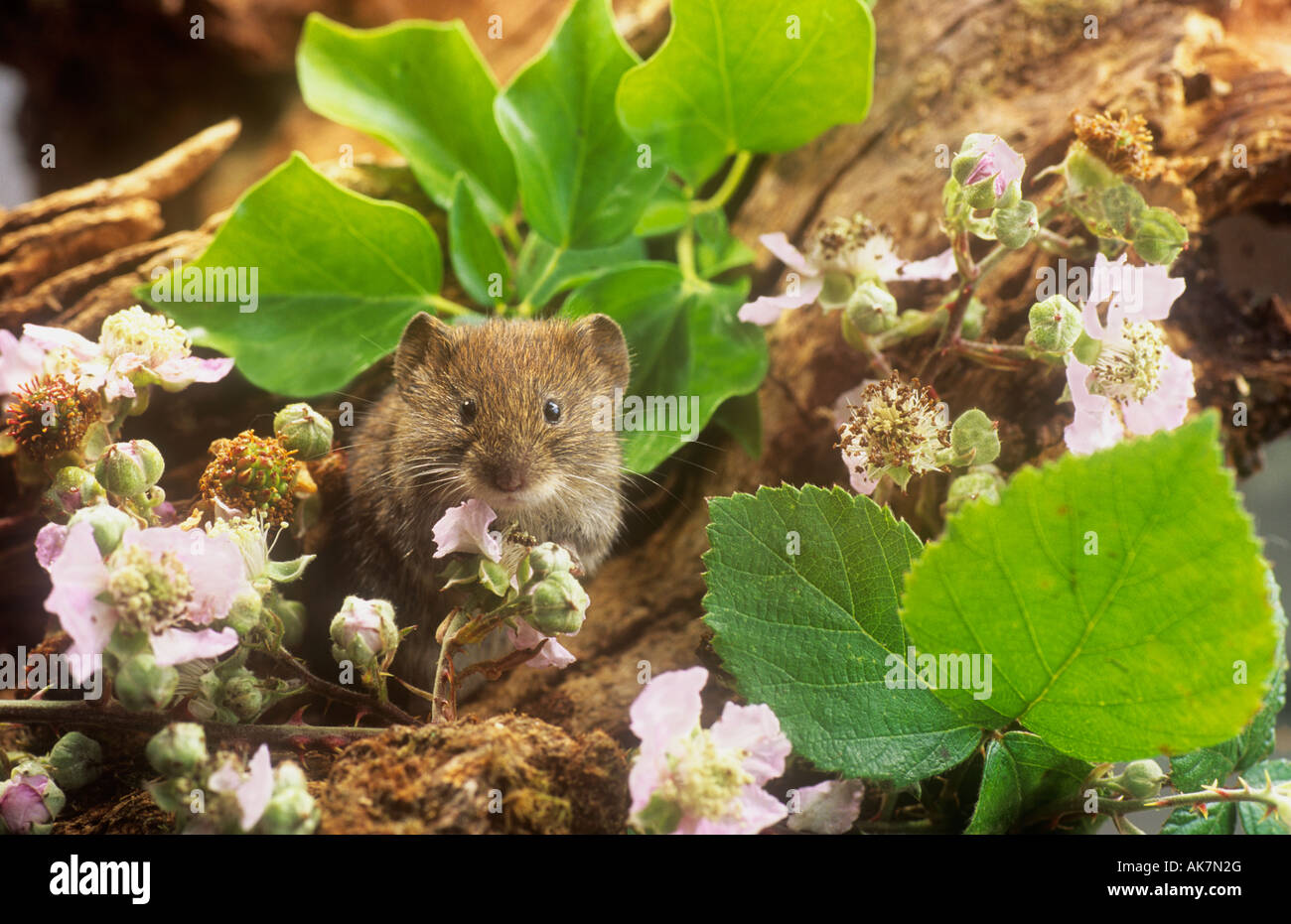 Animal humour humor bramble hi-res stock photography and images - Alamy