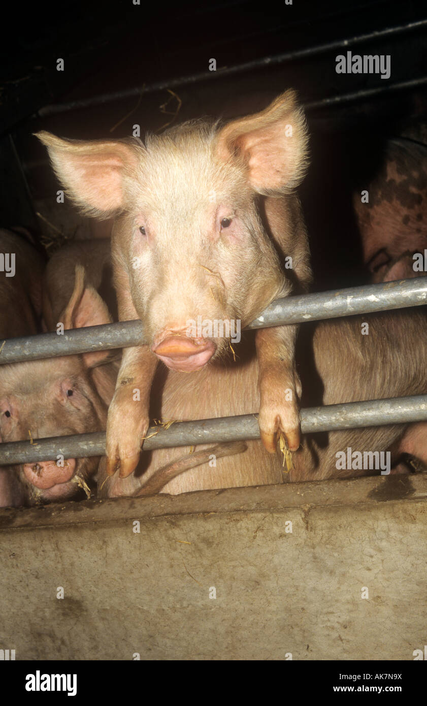 Pig in pen at market Stock Photo - Alamy