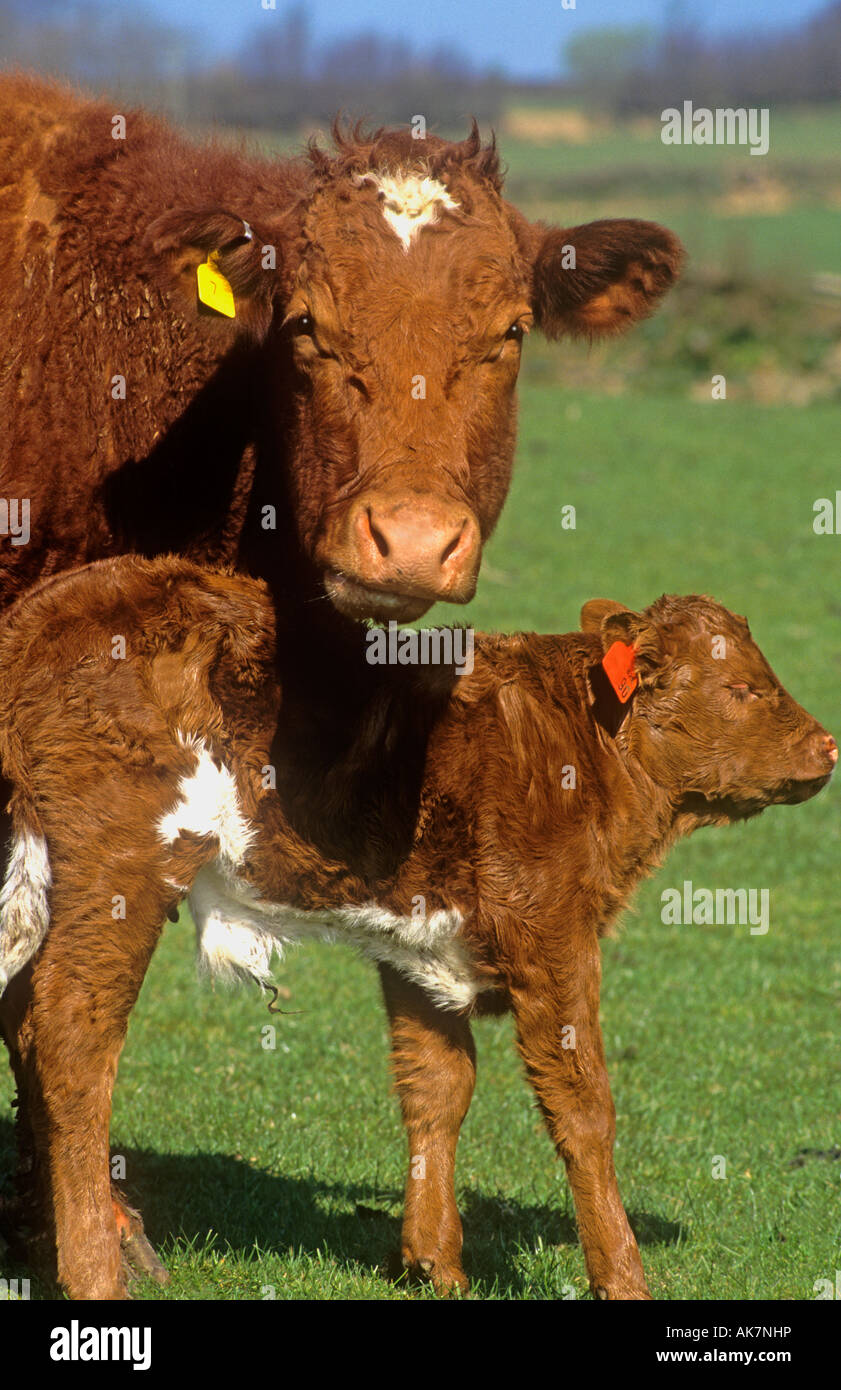 Cow protecting her calf Stock Photo - Alamy