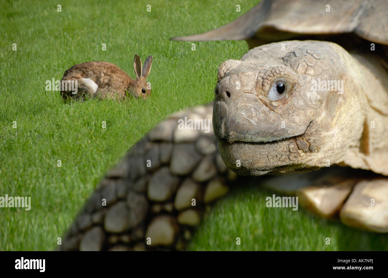 Tortoise and hare hi-res stock photography and images - Alamy