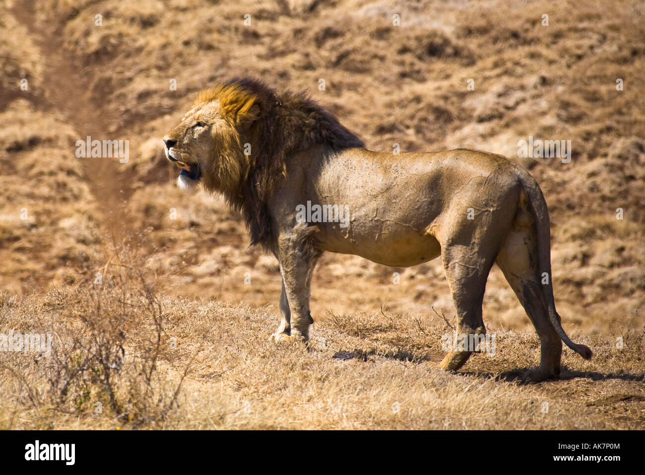 African male lion, latin-Panthera leo, Ngorongoro Crater, Tanzania ...