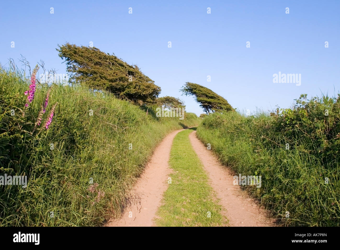 Boreen near Ballyvoony, Copper Coast, Co Waterford, Ireland Stock Photo ...