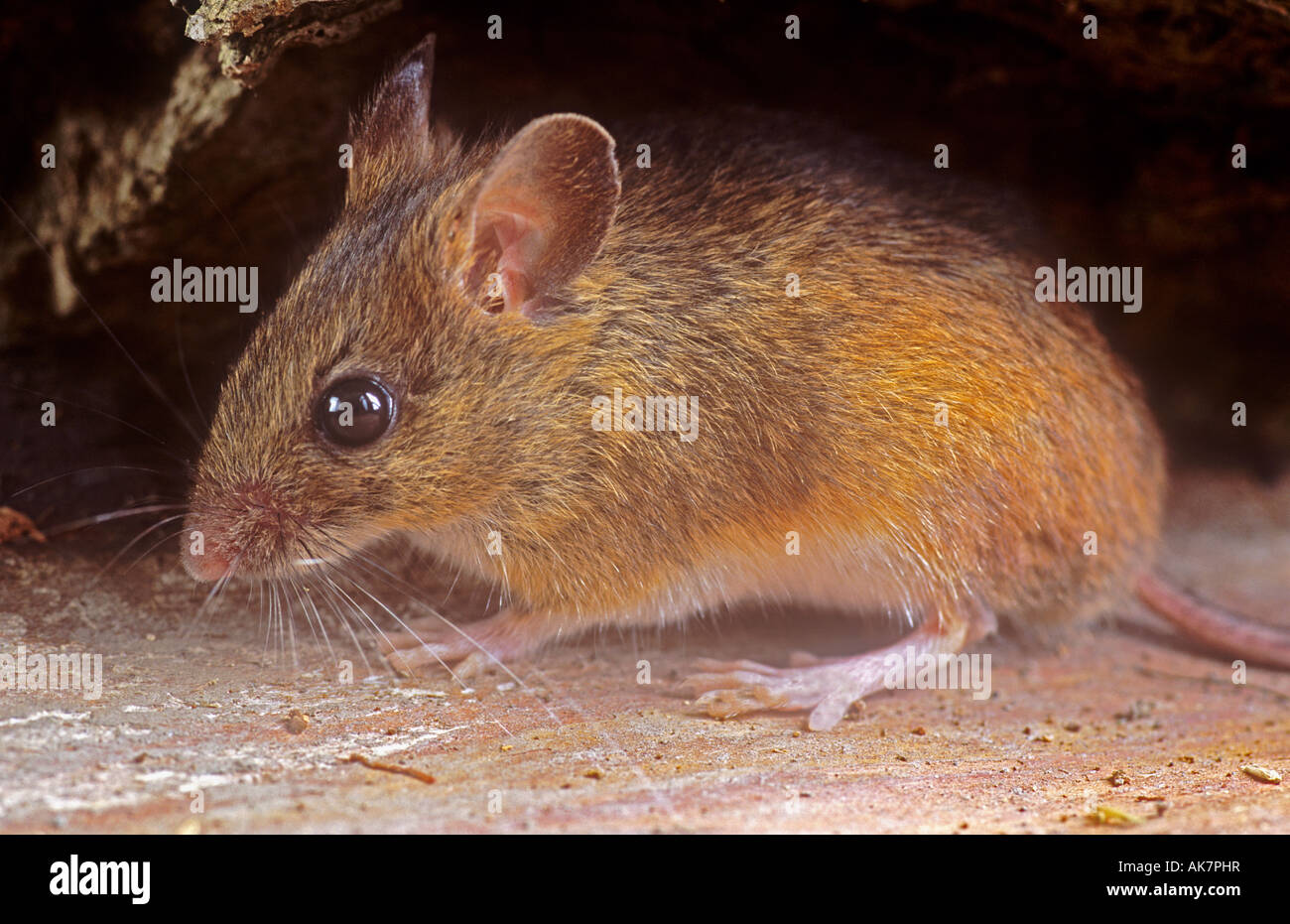 Cute woodmouse hi-res stock photography and images - Alamy