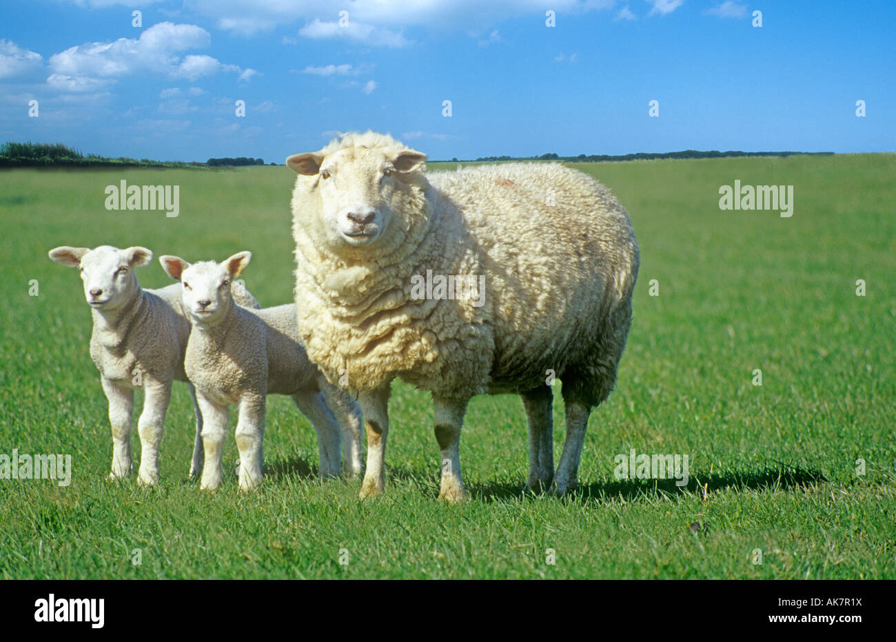 Ewwe and twin lambs on farm Stock Photo - Alamy