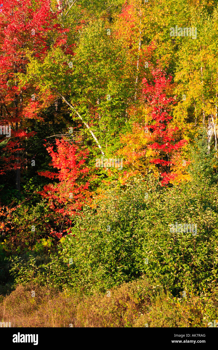 Northern Ontario Algonquin Park Fall colors Paradise Outdoor Activity ...
