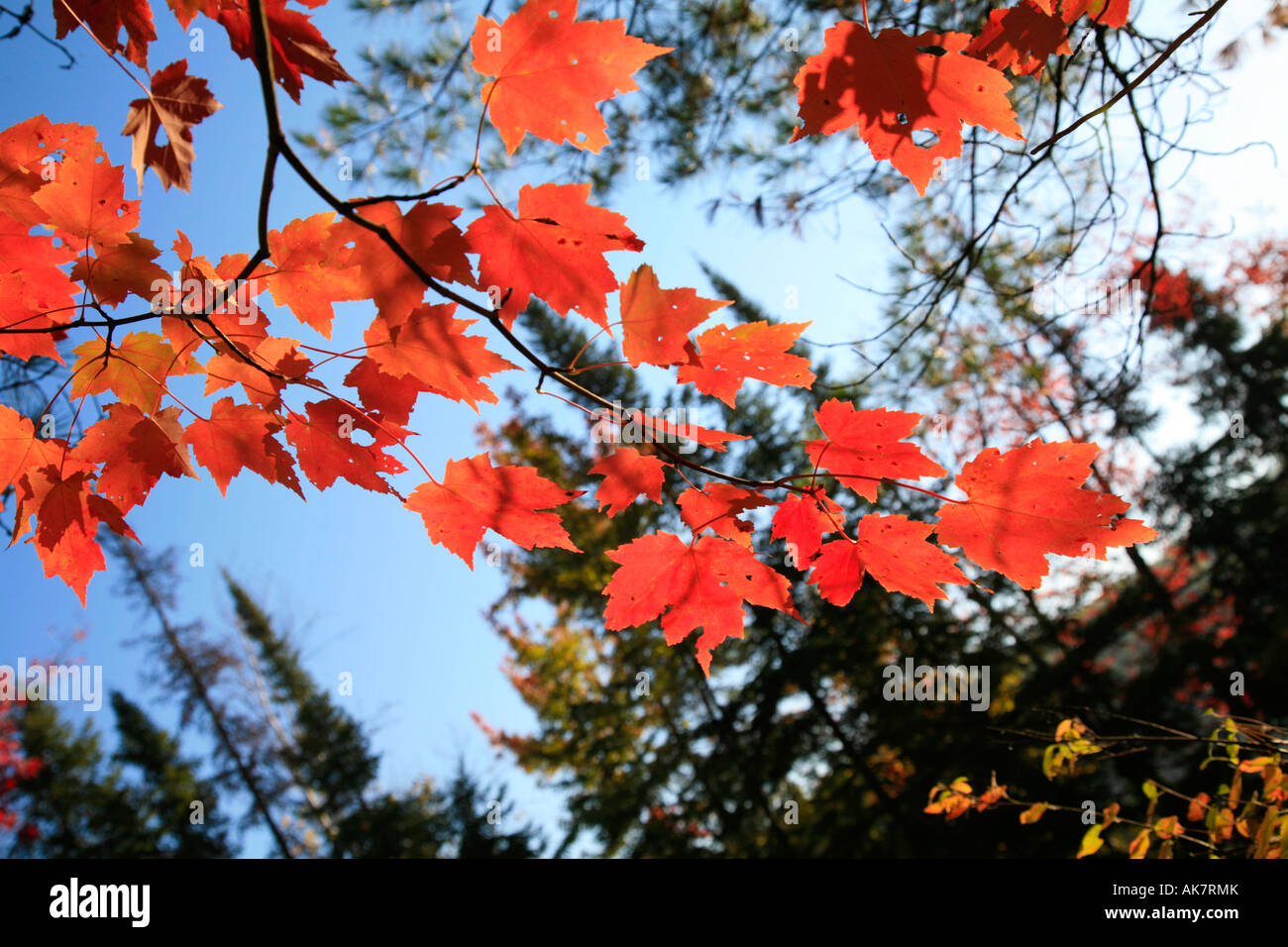 Red Maple Leafs in the fall in Northern Ontario Algonquin Park Fall ...