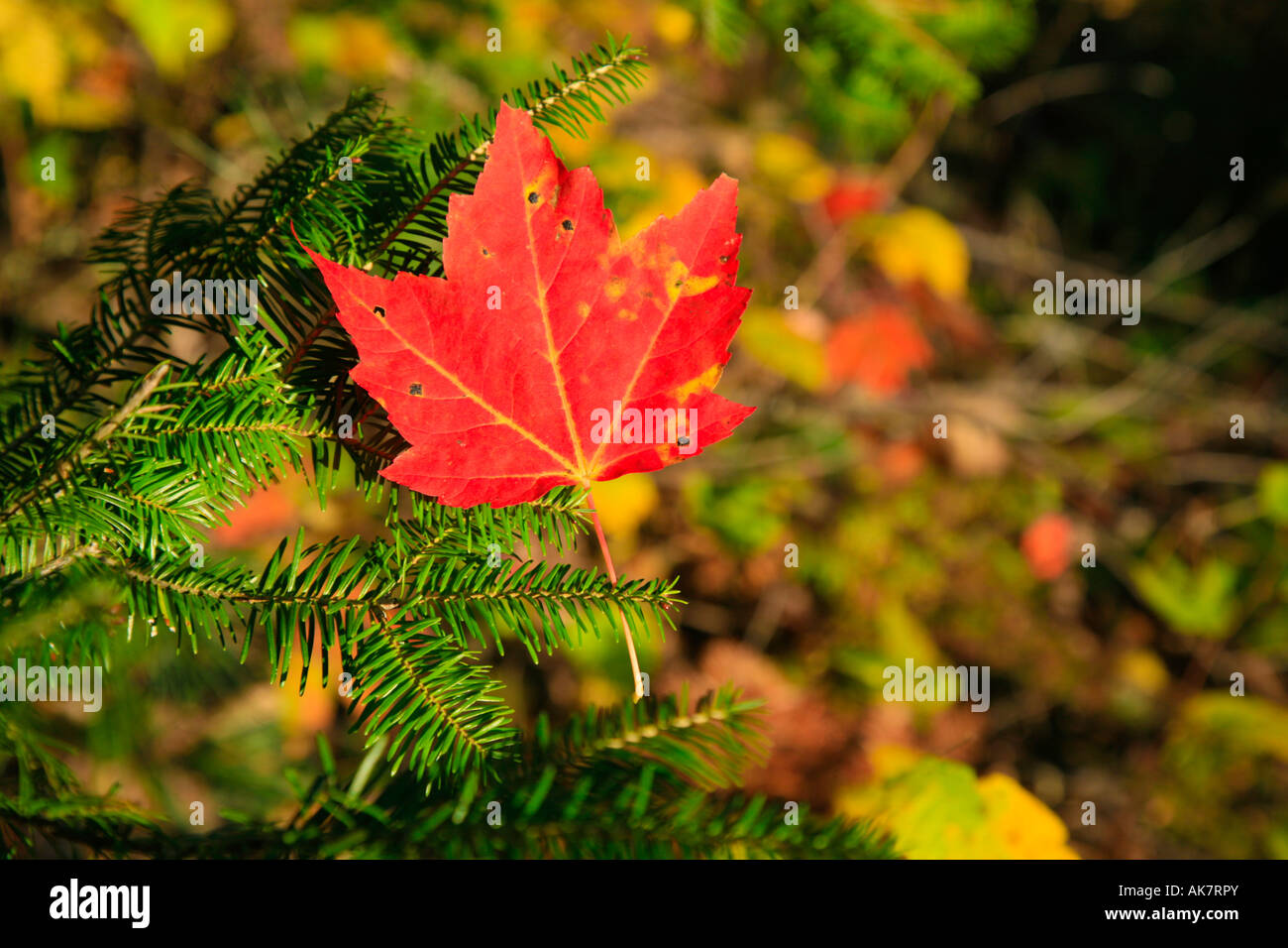 Fallen red maple leaf on the ground in Northern Ontario Algonquin Park ...