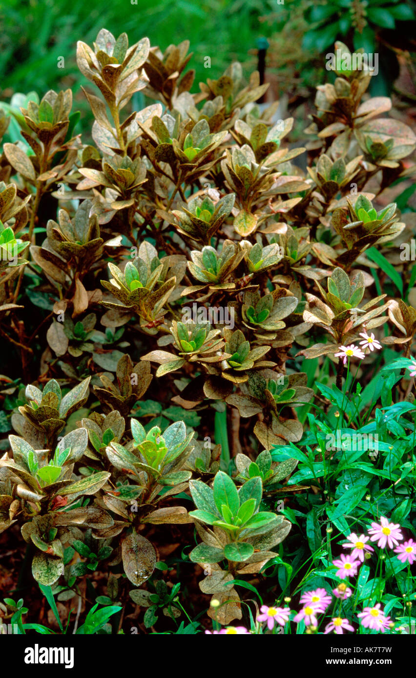 Leaf bronzing typical Azalea lace bug damage Stock Photo - Alamy