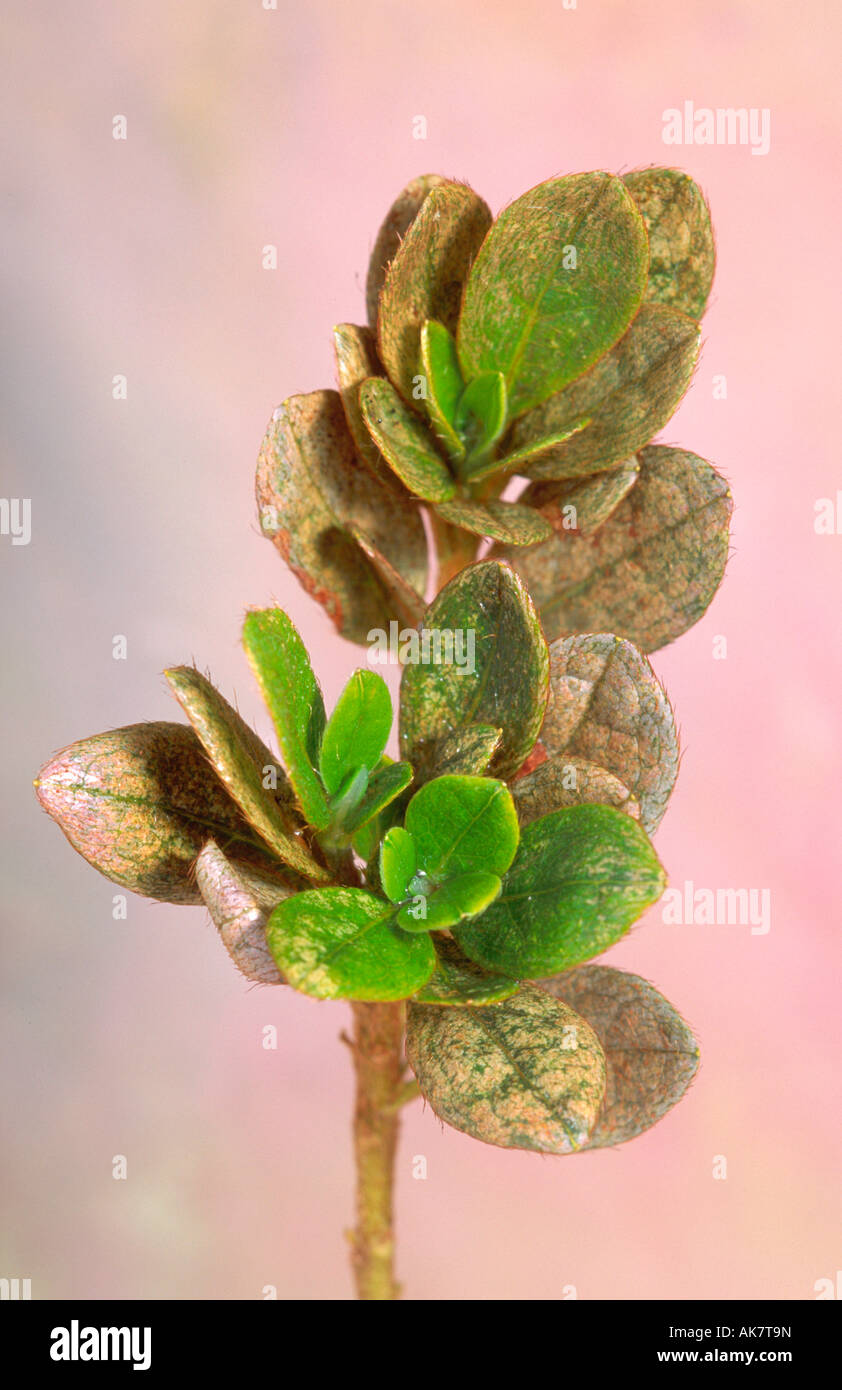 Leaf bronzing typical Azalea lace bug damage Stock Photo - Alamy