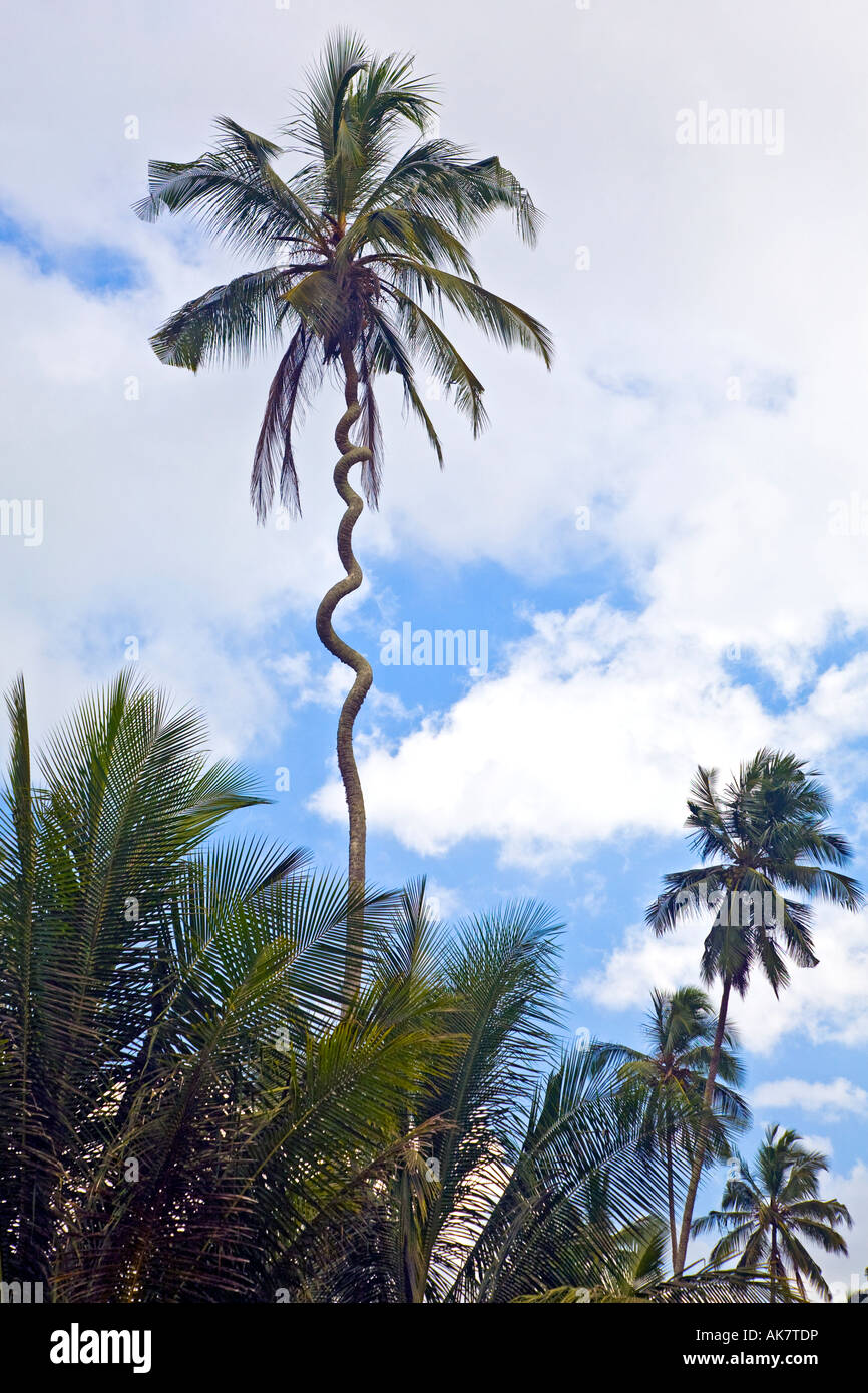 Deformed Coconut tree. Zanzibar, Tanzania, East Africa 2007 Stock Photo ...