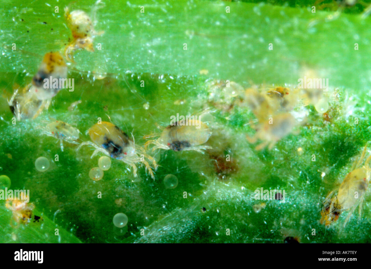 Two-spotted spider mites on bean leaf Stock Photo - Alamy