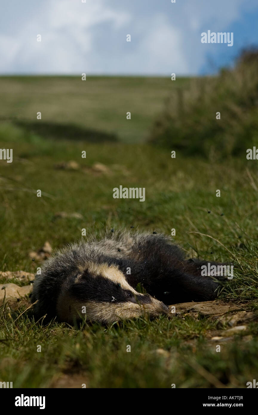 Dead badger on country path Stock Photo - Alamy