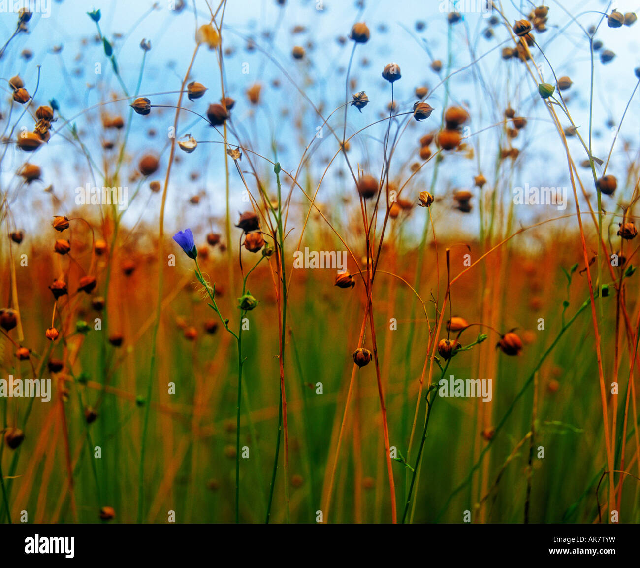 County Down, Ireland, Flax field Stock Photo - Alamy