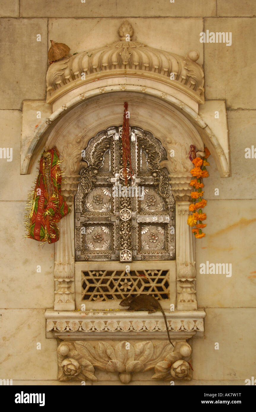 Karni Mata Temple. Deshnoke Rajasthan, INDIA (THE RAT TEMPLE Stock Photo - Alamy