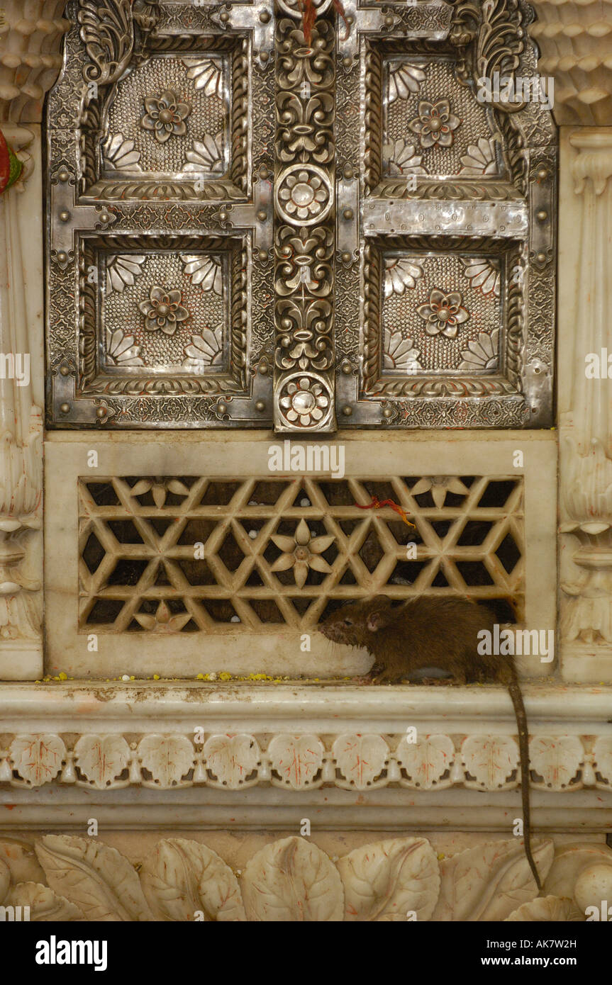 Karni Mata Temple. Deshnoke Rajasthan, INDIA (THE RAT TEMPLE Stock ...