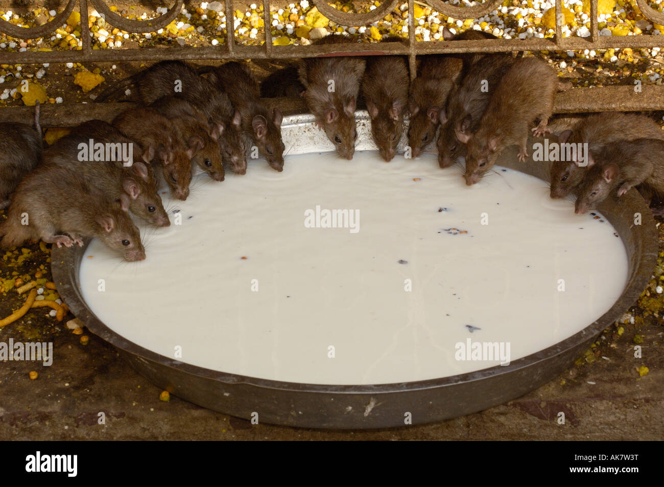 Karni Mata Temple. Deshnoke Rajasthan, INDIA (THE RAT TEMPLE Stock ...