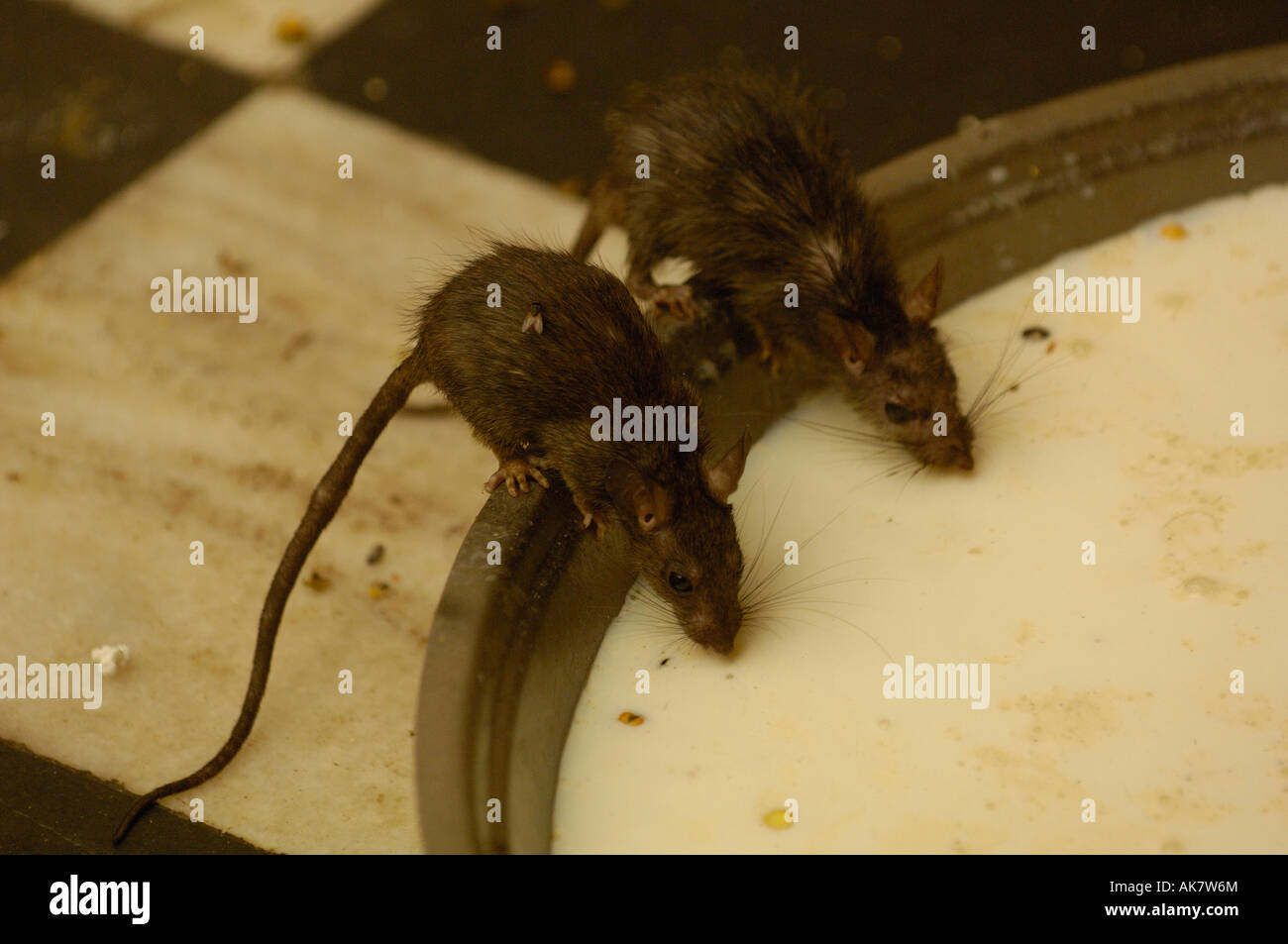 Karni Mata Temple. Deshnoke Rajasthan, INDIA (THE RAT TEMPLE Stock ...