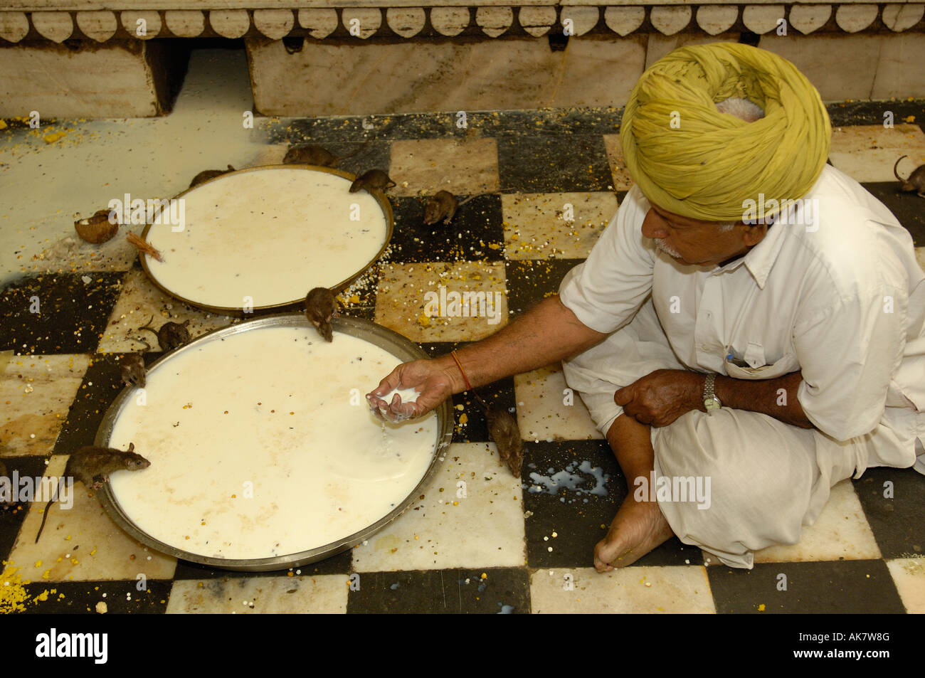 Devotee drinking from the milk bowls with the rats. Karni Mata Temple ...