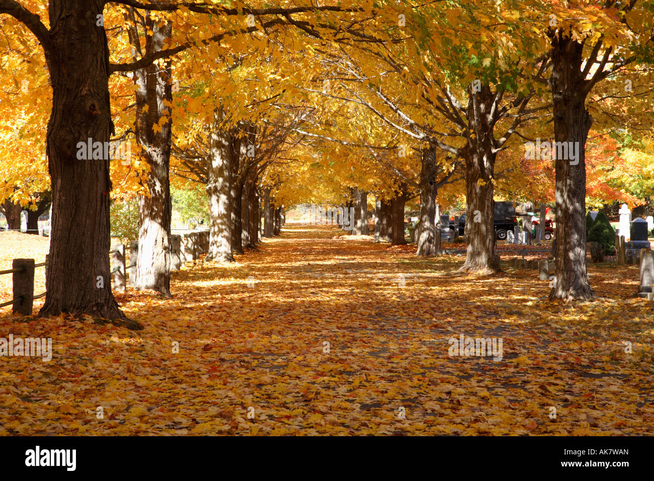Maple trees in the forest during the autumn months in scenic New ...