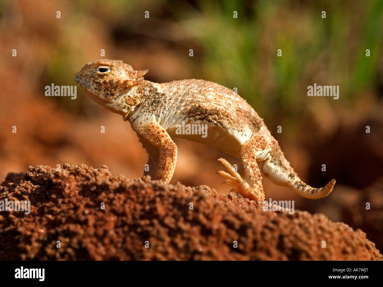 A Texas Horned Lizard High Resolution Stock Photography and Images - Alamy