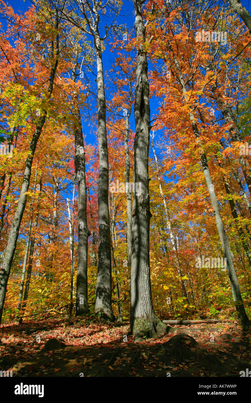 Vertical tall trees with colorful leafs in the autumn in Northern ...