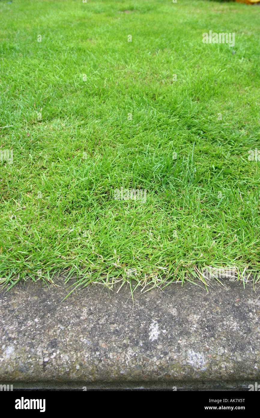 Edge of lawn in domestic garden Stock Photo - Alamy