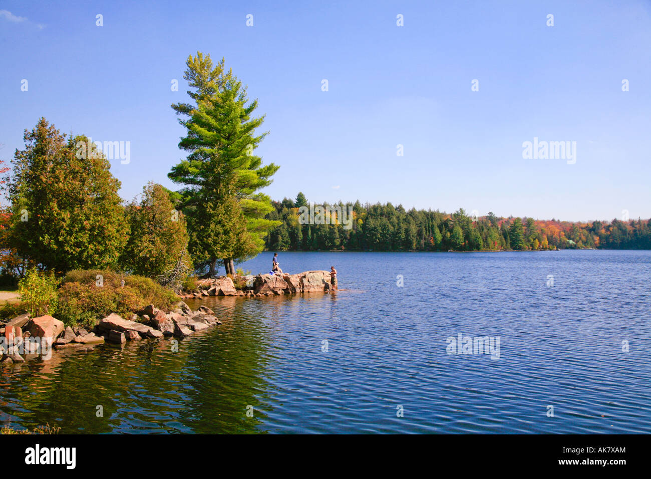 Tall Pine tree by lake with people in Northern Ontario Algonquin Park ...