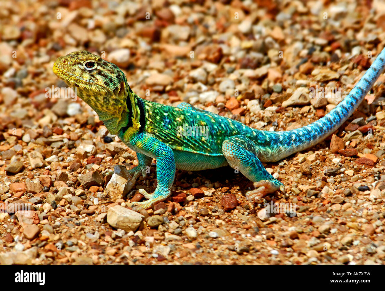 Eastern Collared Lizards High Resolution Stock Photography and Images ...