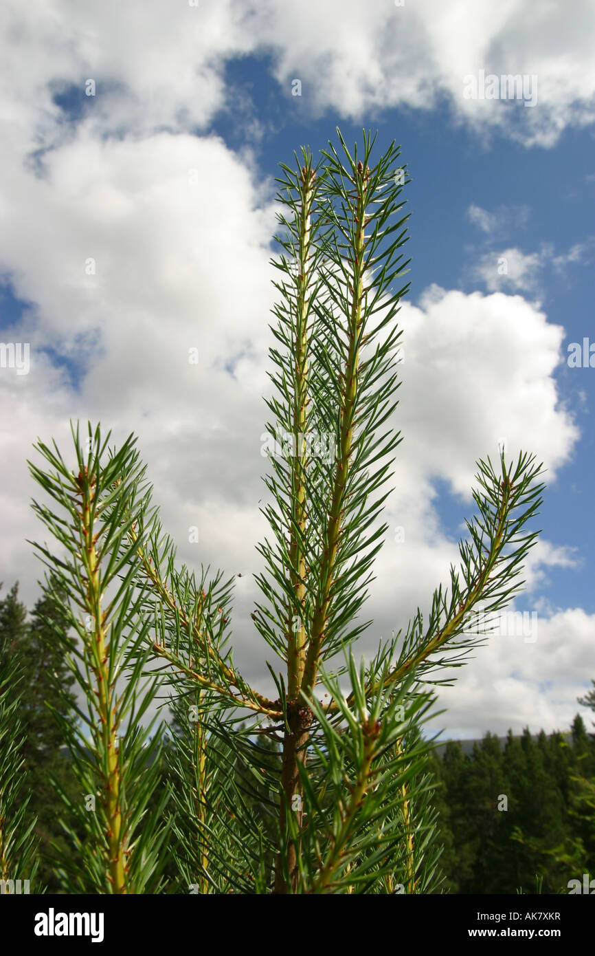 Top detail hi-res stock photography and images - Alamy