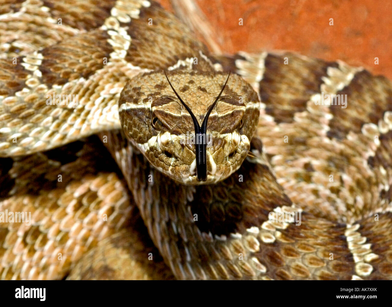 Prairie Rattlesnake Close Up High Resolution Stock Photography and ...