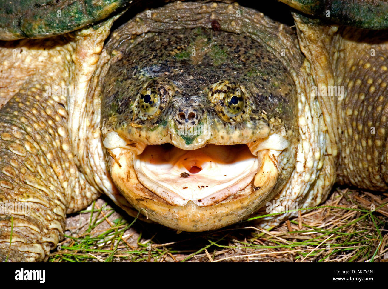 Snapping Turtle Stock Photos & Snapping Turtle Stock Images - Alamy