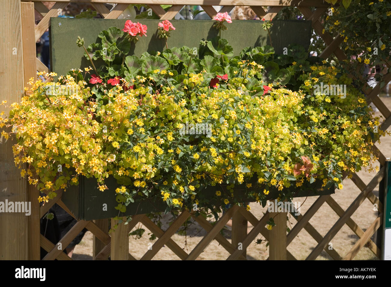 Hanging plant trough at the Hampton Court Flower Show Stock Photo - Alamy