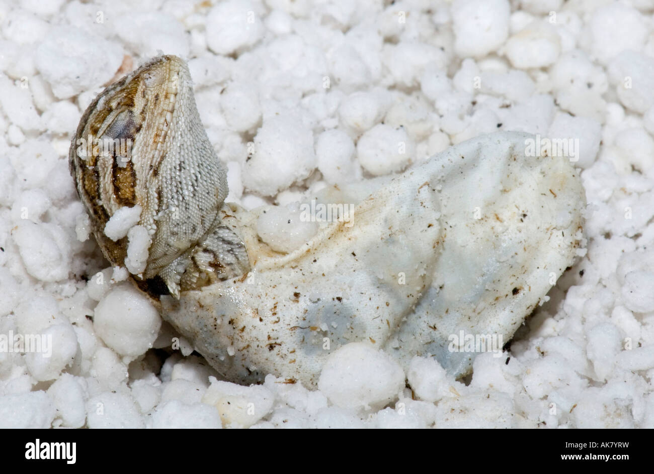 Snake Birth High Resolution Stock Photography and Images - Alamy