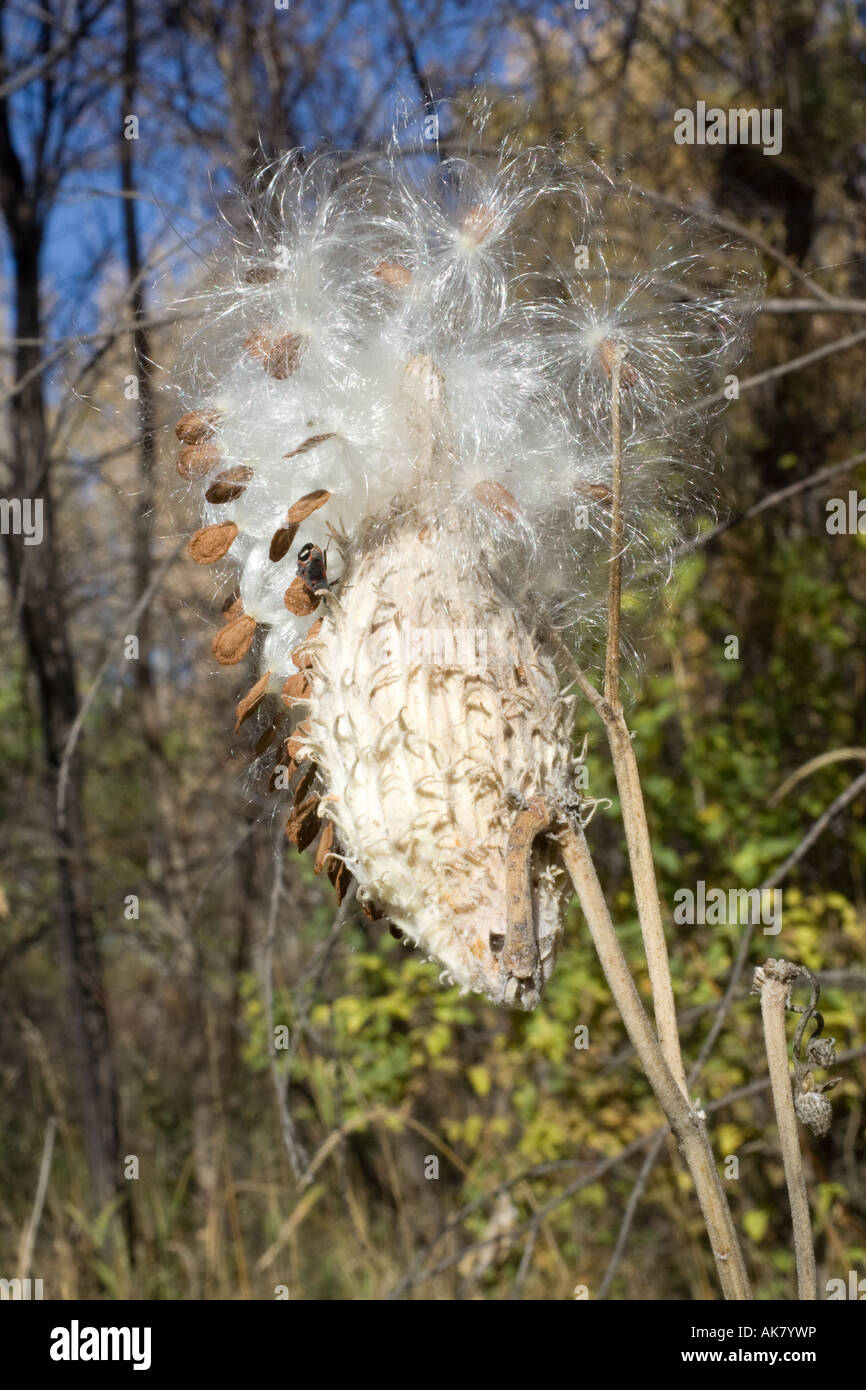 Fluffy seed pod hi-res stock photography and images - Alamy