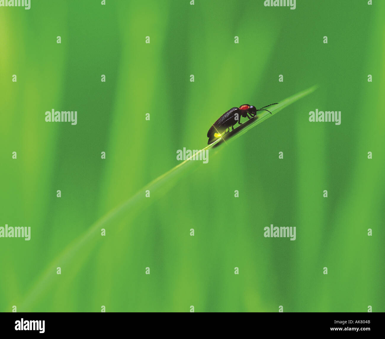 Firefly fireflies lightning bug lightning bugs hi-res stock photography ...