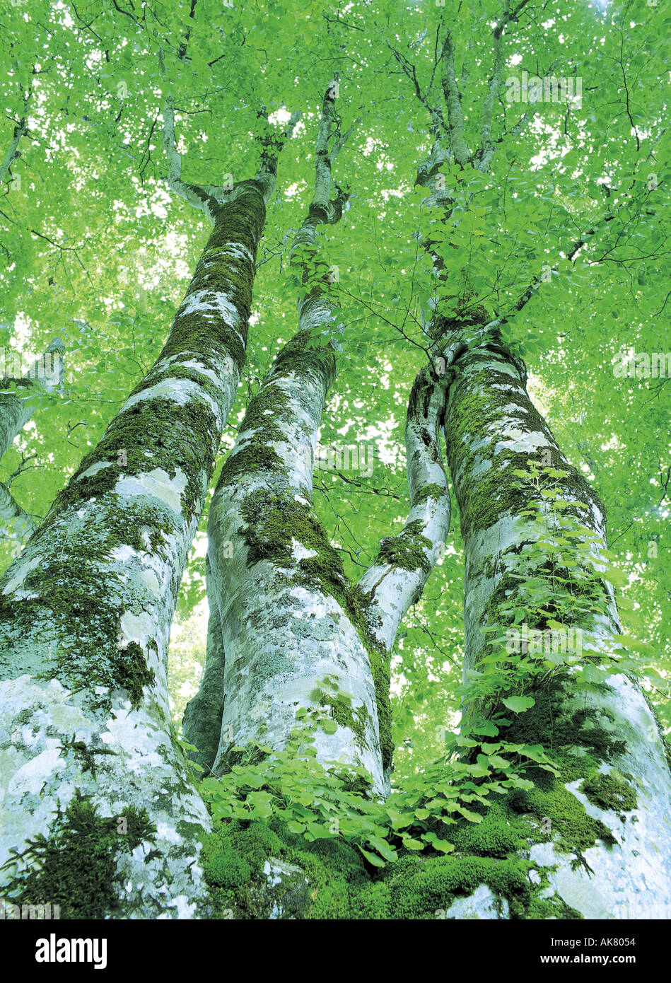 Japanese beeches hi-res stock photography and images - Alamy