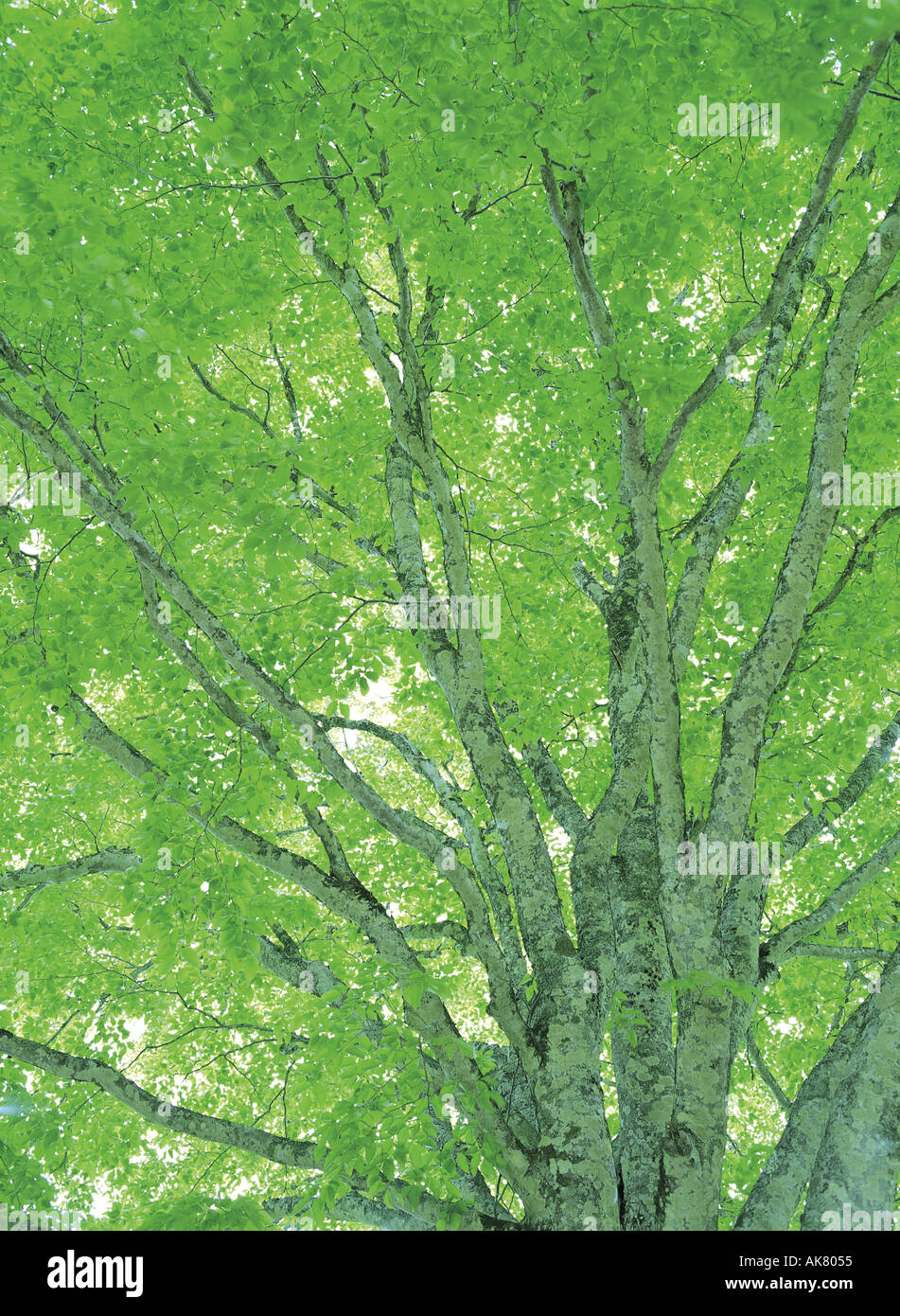 Ginkgos forest hi-res stock photography and images - Alamy