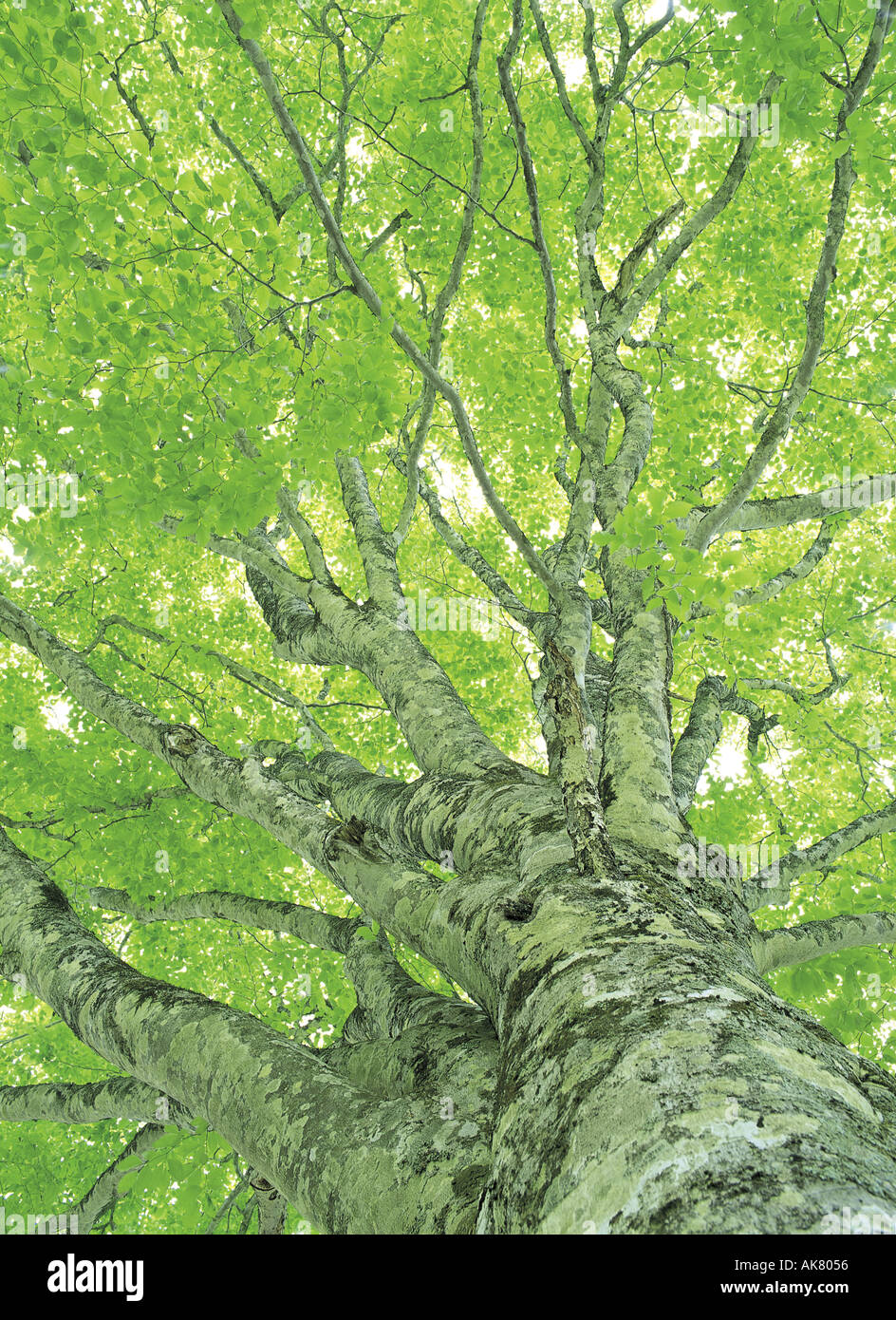 Japanese beech tree Stock Photo - Alamy