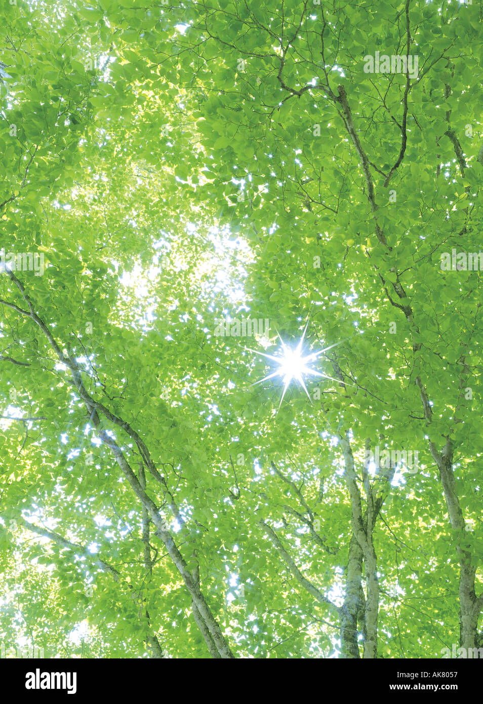 Japanese beeches hi-res stock photography and images - Alamy