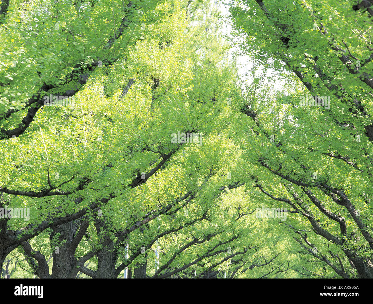 Freseh green ginkgo trees Stock Photo - Alamy