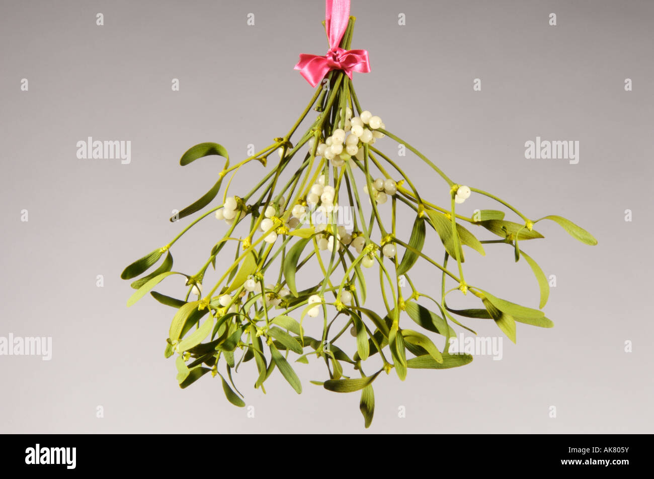 Medicinal mistletoe hi-res stock photography and images - Alamy