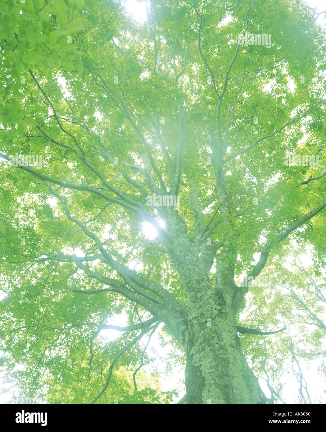 Japanese beeches hi-res stock photography and images - Alamy