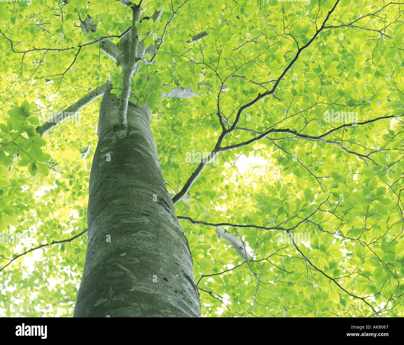 Japanese beech tree Stock Photo - Alamy