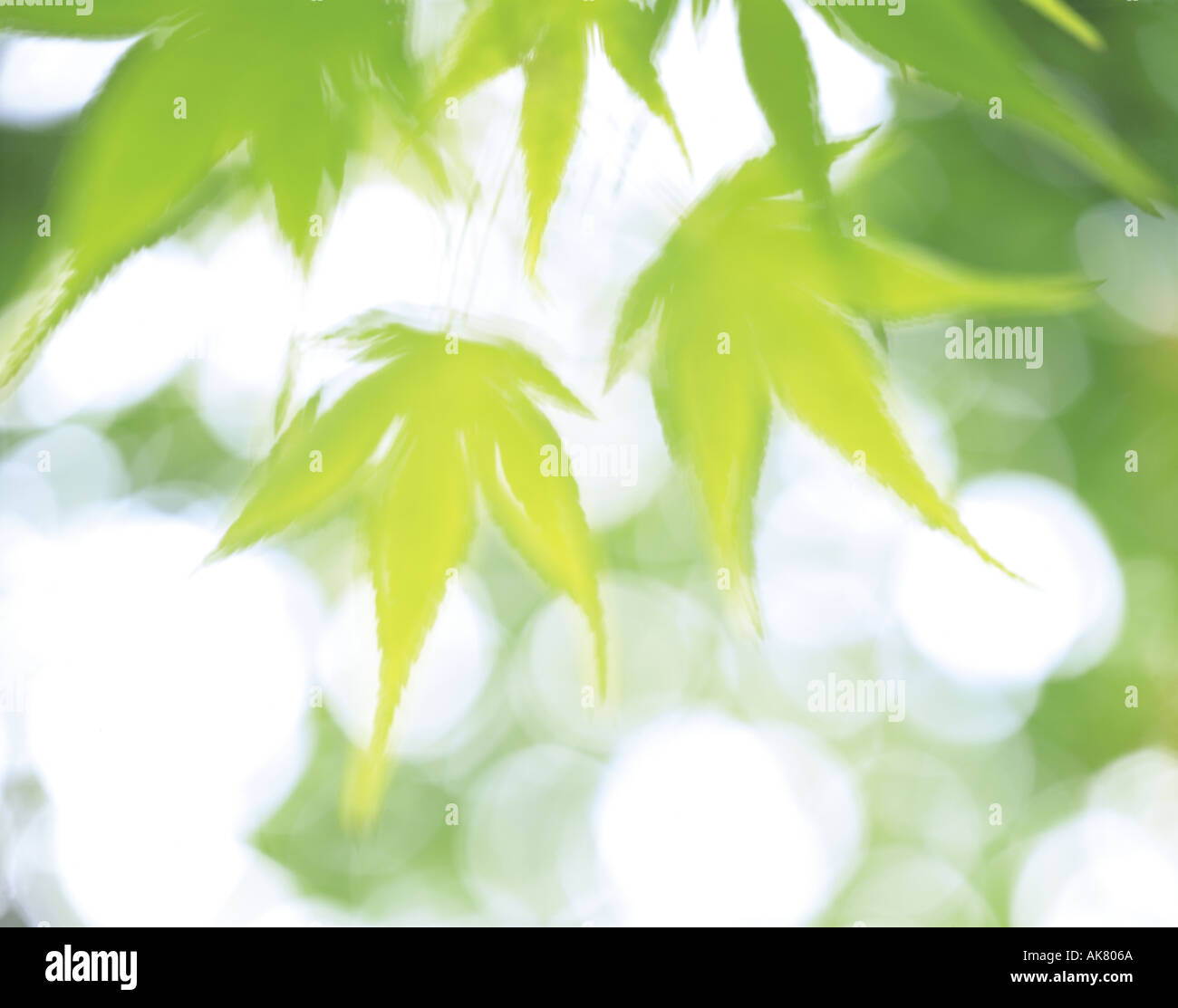 Fresh green Japanese maple leaves Stock Photo - Alamy
