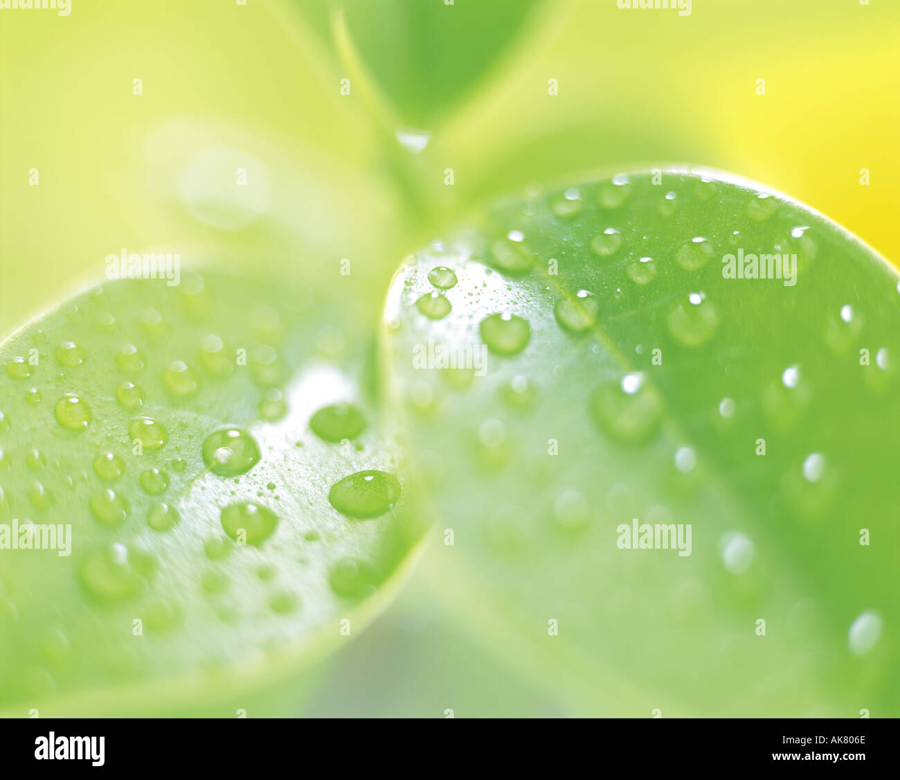 Water drops on Chinese banyan leaves Stock Photo - Alamy